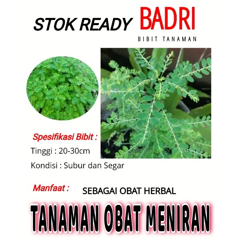 Jual Paket 5 Batang Pohon Herbal Menira / Seri TOGA-Meniran ...