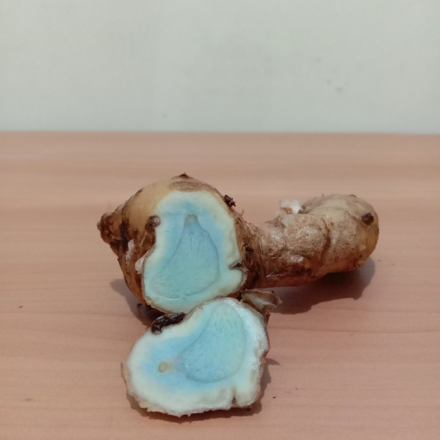 Jual TEMU HITAM MURAH DAN ASLI | Shopee Indonesia