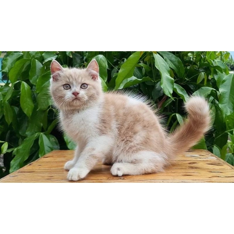 Jual KUCING EXOTIC SHORTHAIR JANTAN 2 BULAN CREAM PUTIH | Shopee Indonesia