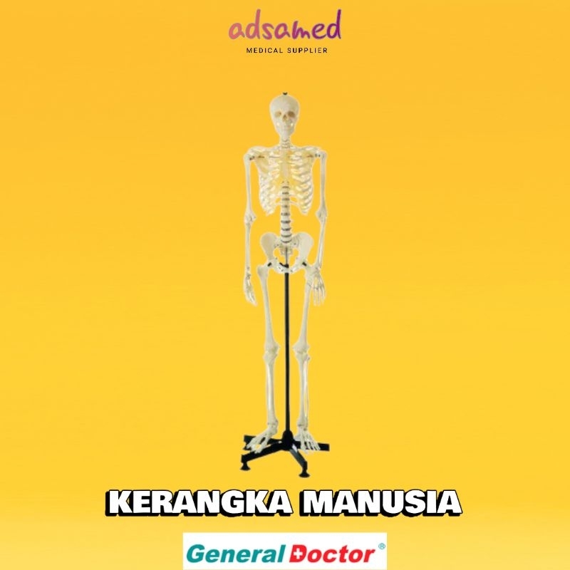 Jual PHANTOM MANIKIN KERANGKA MANUSIA GENERAL DOCTOR | Shopee Indonesia