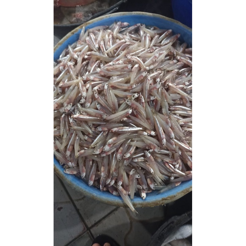 Jual Ikan Teri Basah Segar 1KG | Shopee Indonesia