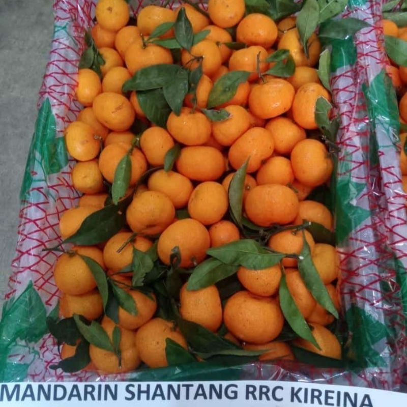 Jual Buah Jeruk Shantang Daun Tangerine 1Kg | Shopee Indonesia