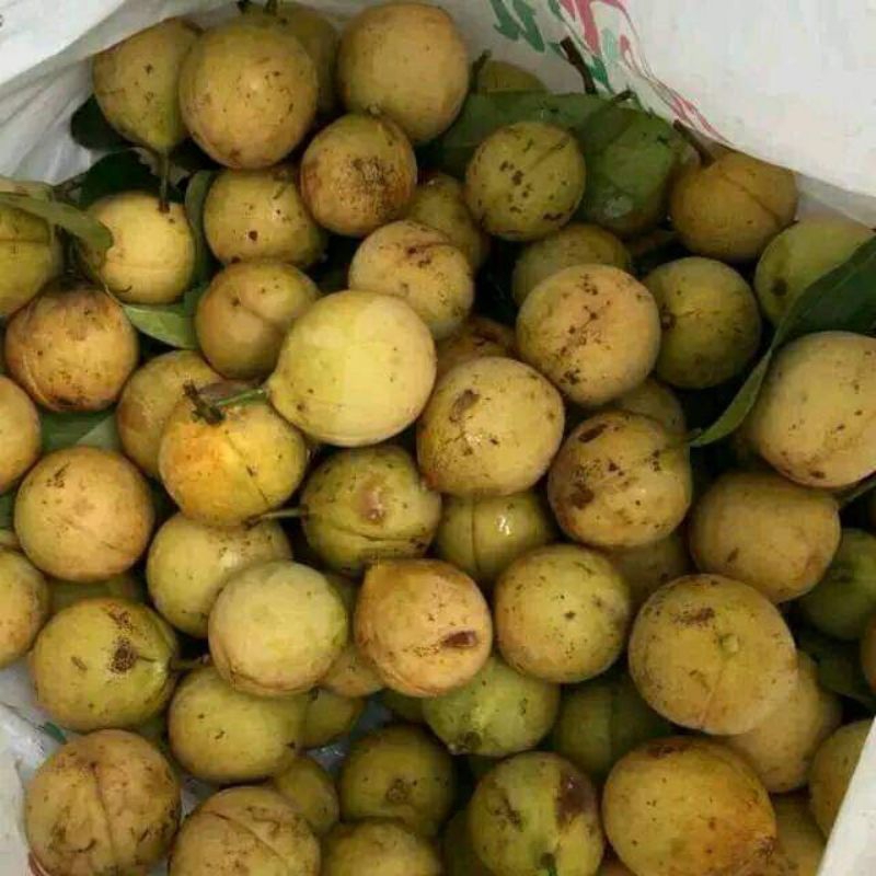 Jual buah pala utuh 1kg masih ada biji dan pakangya | Shopee Indonesia