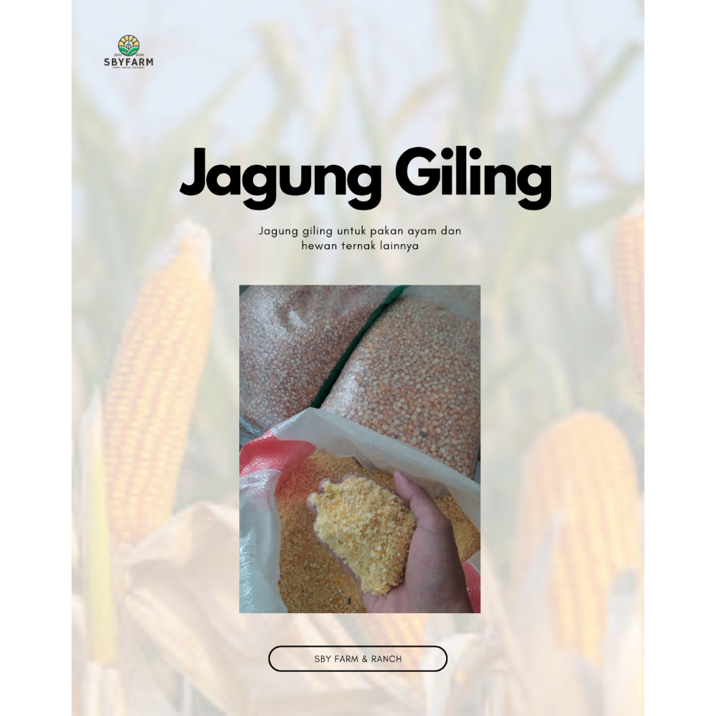 Jual Jagung Giling 200 250 500 Gram untuk Pakan Ayam dan Hewan Ternak ...