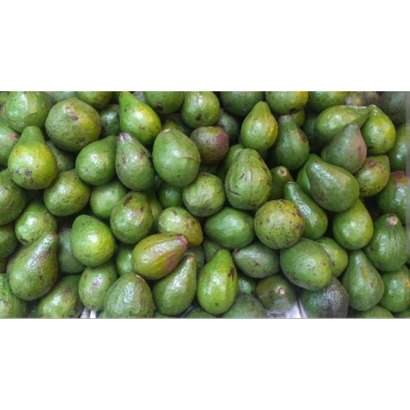 Jual Alpukat/Pokat | Shopee Indonesia
