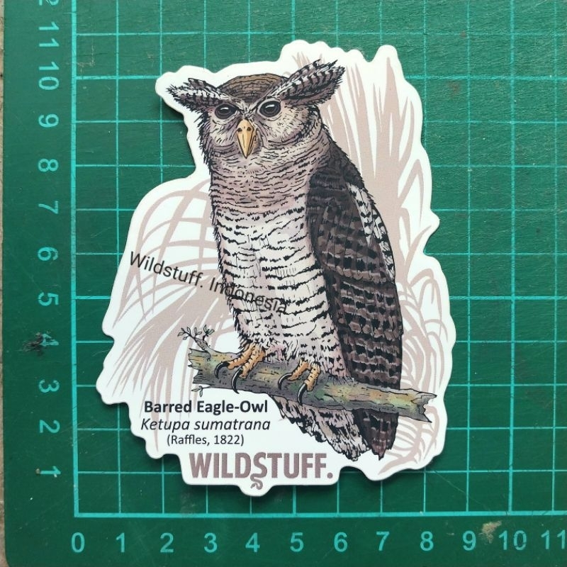 Jual Sticker Wildstuff Seri Burung 007 Barred Eagle Owl | Shopee Indonesia