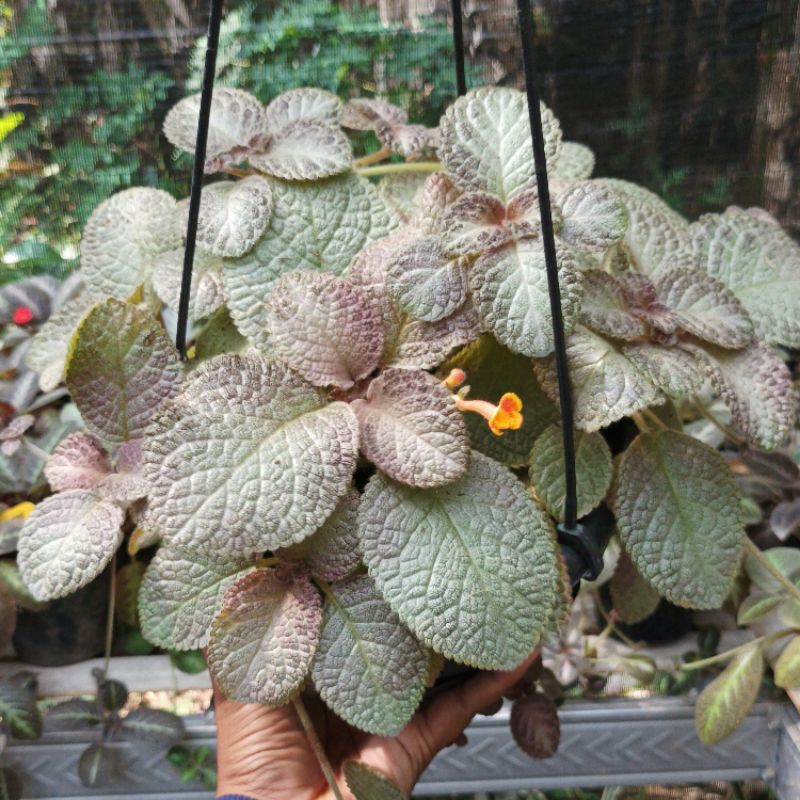 Jual Episcia Hybrid Rosemarry 3 (Bunga Merah & Oren) | Shopee Indonesia