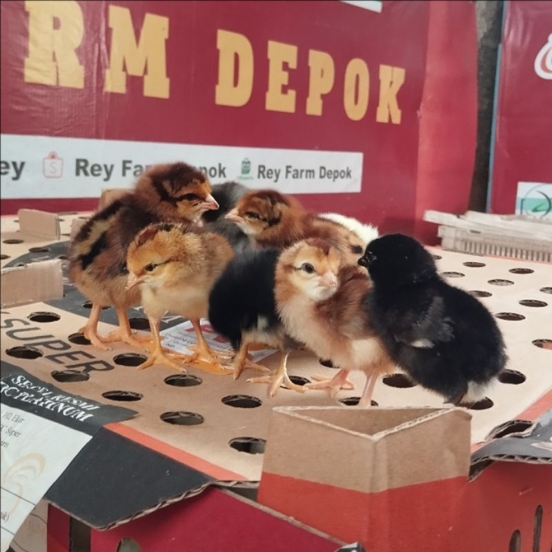 Jual Doc Joper 1 Bok Isi 102 Ekor / Bibit Ayam Kampung Super | Shopee ...