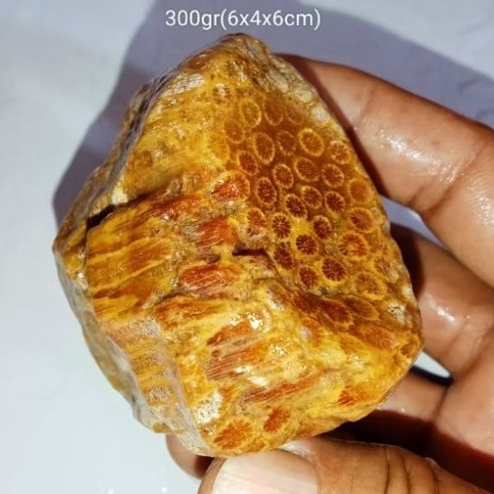 Jual batu fosil sarang tawon/lebah full kristal (890) | Shopee Indonesia