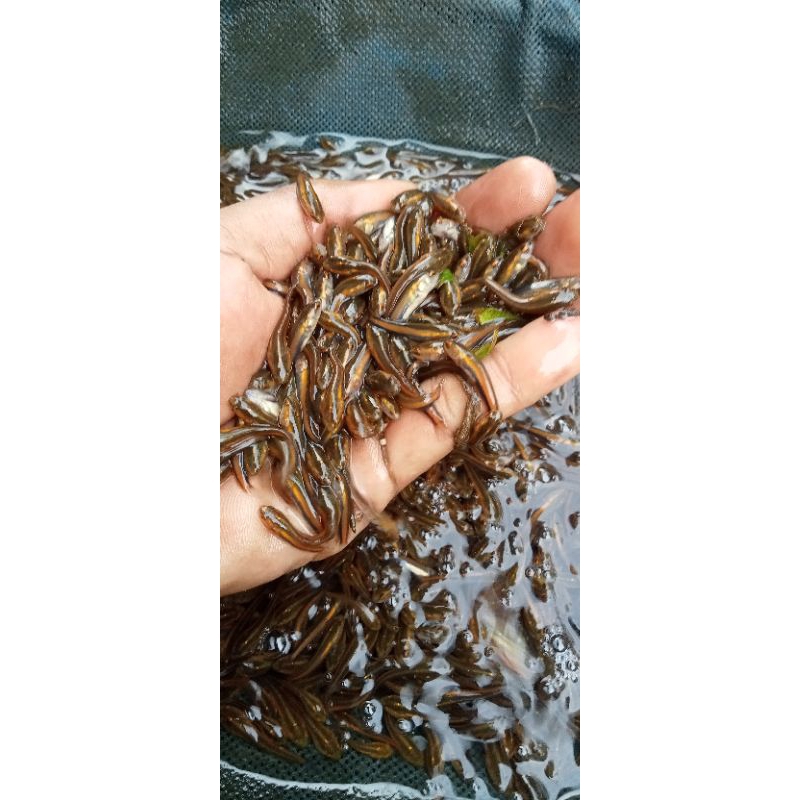 Jual paketan100 Bibit Gabus berkwalitas Bonus /pelet | Shopee Indonesia
