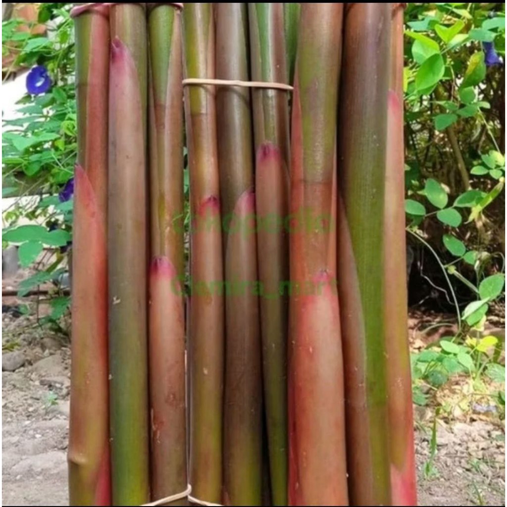 Jual Batang Rias/Kecombrang 1kg | Shopee Indonesia