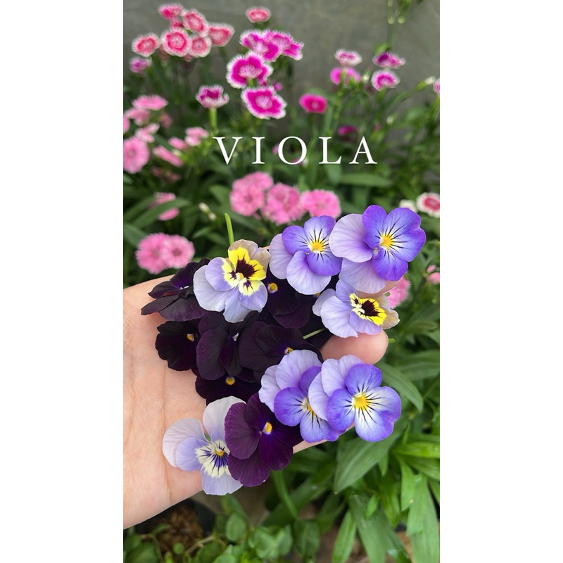Jual Viola | edible flower | Garnish makanan | Shopee Indonesia