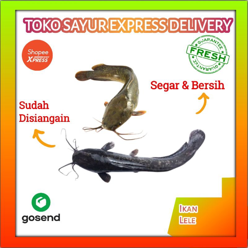 Jual Ikan Lele Segar - sayur express palembang | Shopee Indonesia