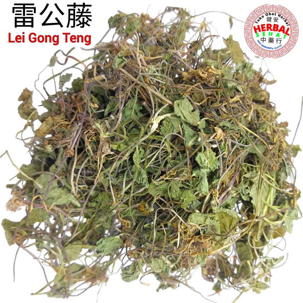 Jual Lei Gong Teng 雷公藤 Tripterigium Wilfordii | Shopee Indonesia