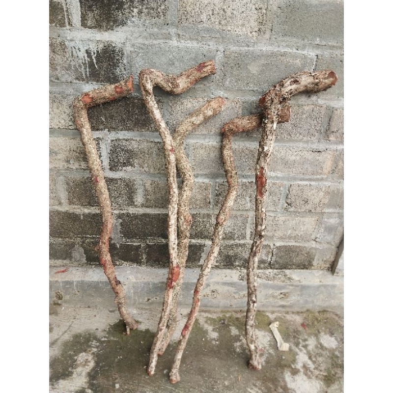 Jual kayu galih stigi model tongkat | Shopee Indonesia