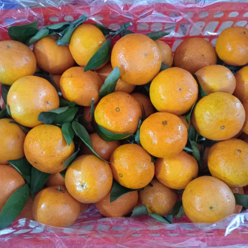 Jual buah jeruk santang frash 1kg | Shopee Indonesia