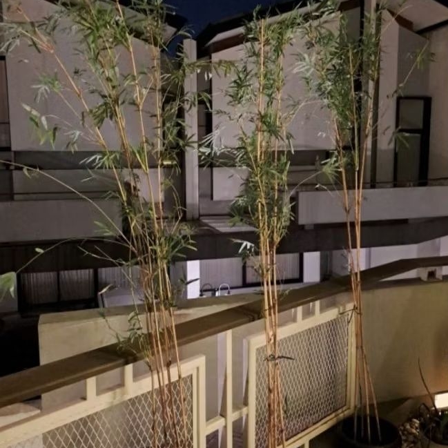 Jual Tanaman Rumpun bambu kuning kelisik kuning, perpolibek rimbun ...