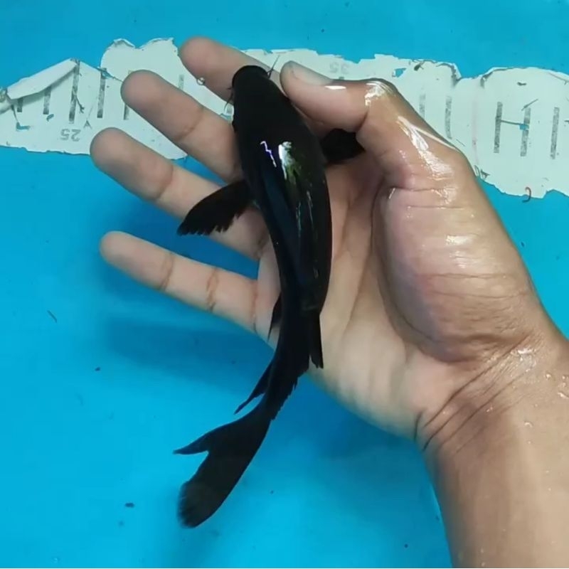 Jual Ikan Koi Black Karasu Slayer | Shopee Indonesia