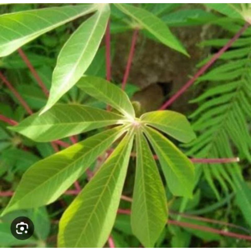 Jual Daun pucuk singkong segar 1kg murah | Shopee Indonesia