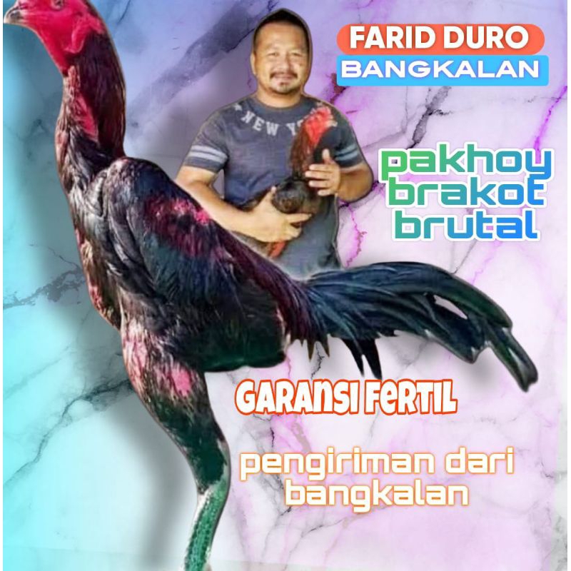Jual Telur fertil ayam pakhoy full brakot drumband brutal / COD ...
