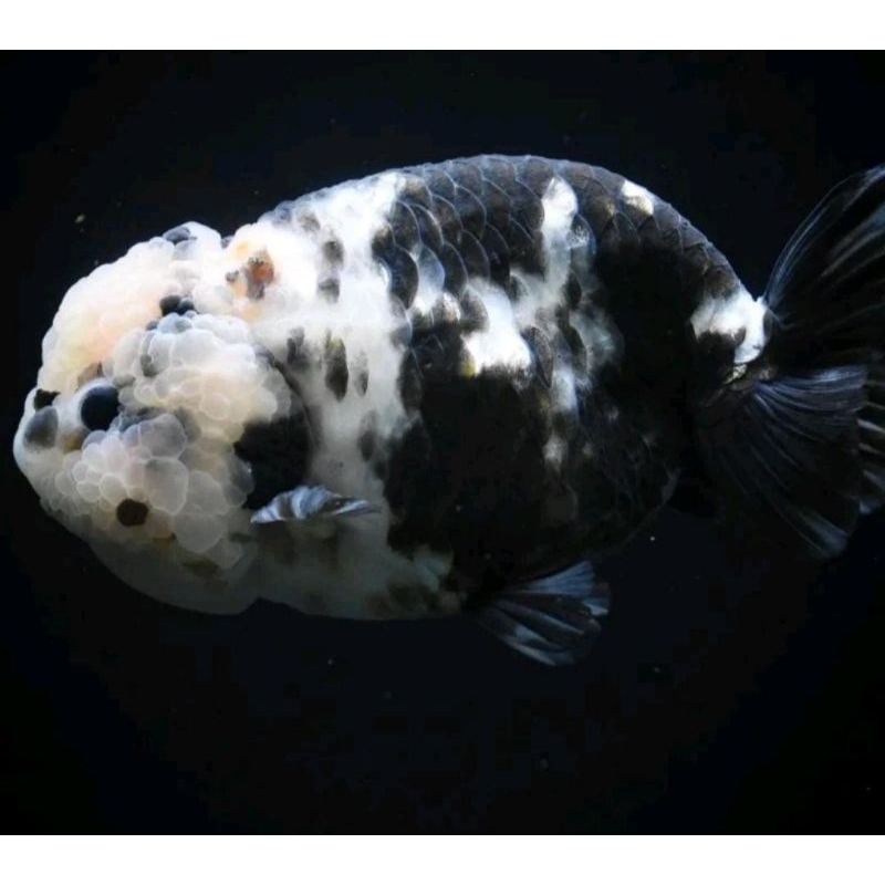 Jual Ikan Hias Mas Koki Rancu Sapi Grade High Quality | Shopee Indonesia