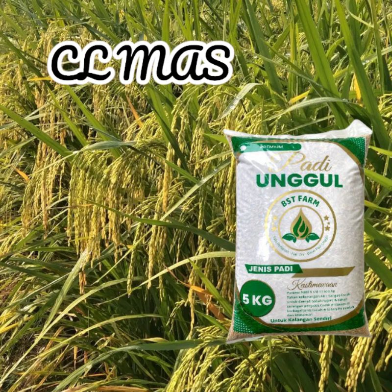 Jual Benih Padi Unggul CL MAS kemasan 5kg | Shopee Indonesia