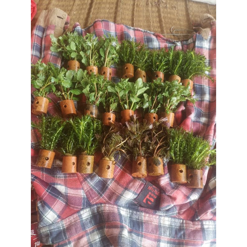Jual tanaman pot mini di jual per 30 pot mini kado kado jika minat ayo ...