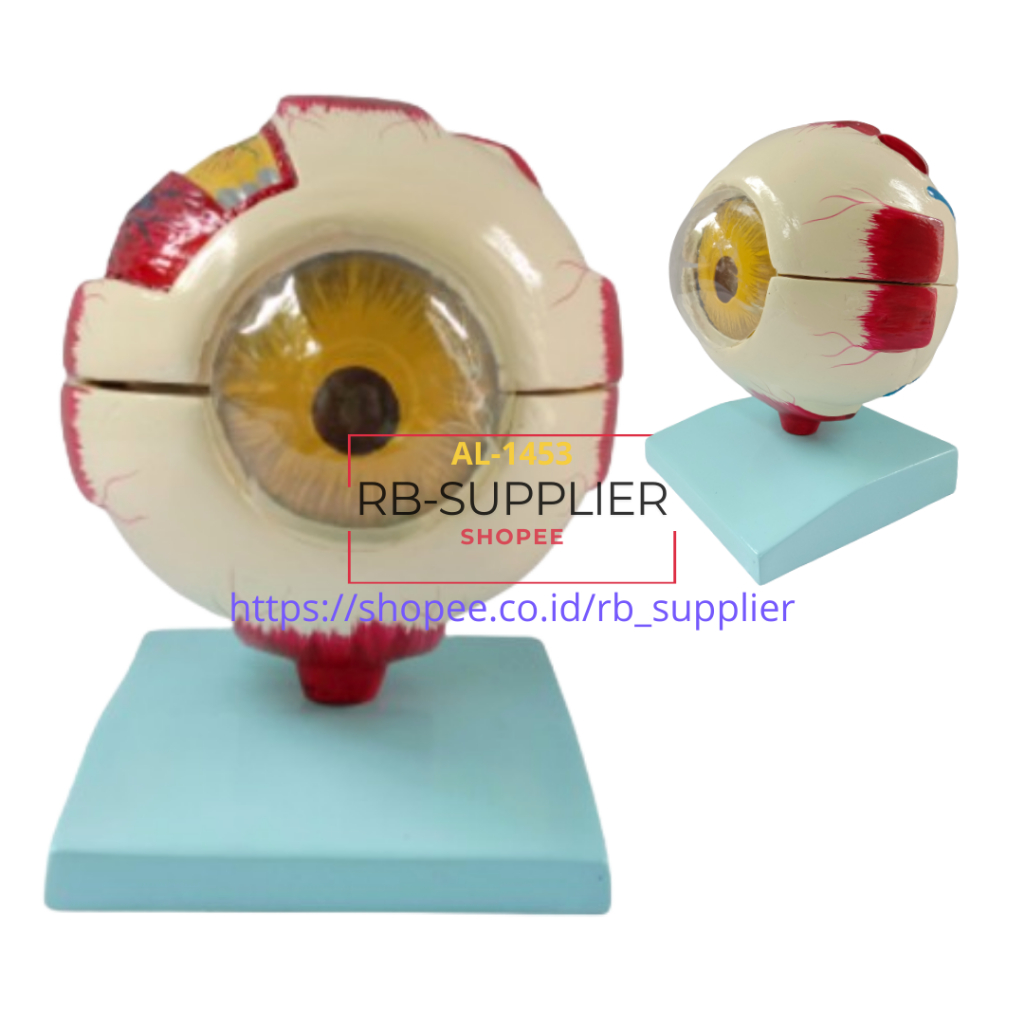 Jual Model Mata Anatomi-Manekin Mata Bulat-Torso Mata Manusia-Alat ...