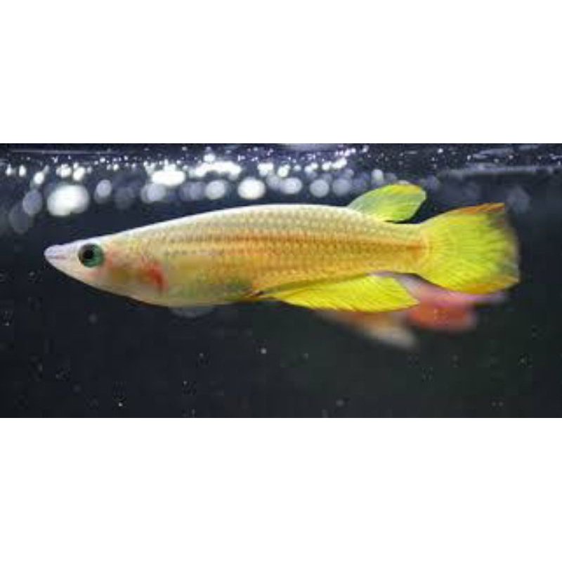 Jual hiasan aquarium pancak/arwana mini isi 5 pcs | Shopee Indonesia