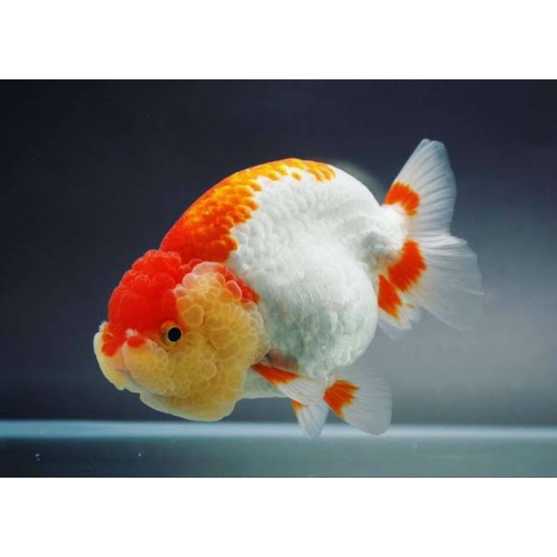 Jual hiasan aquarium rancu 3 pcs | Shopee Indonesia