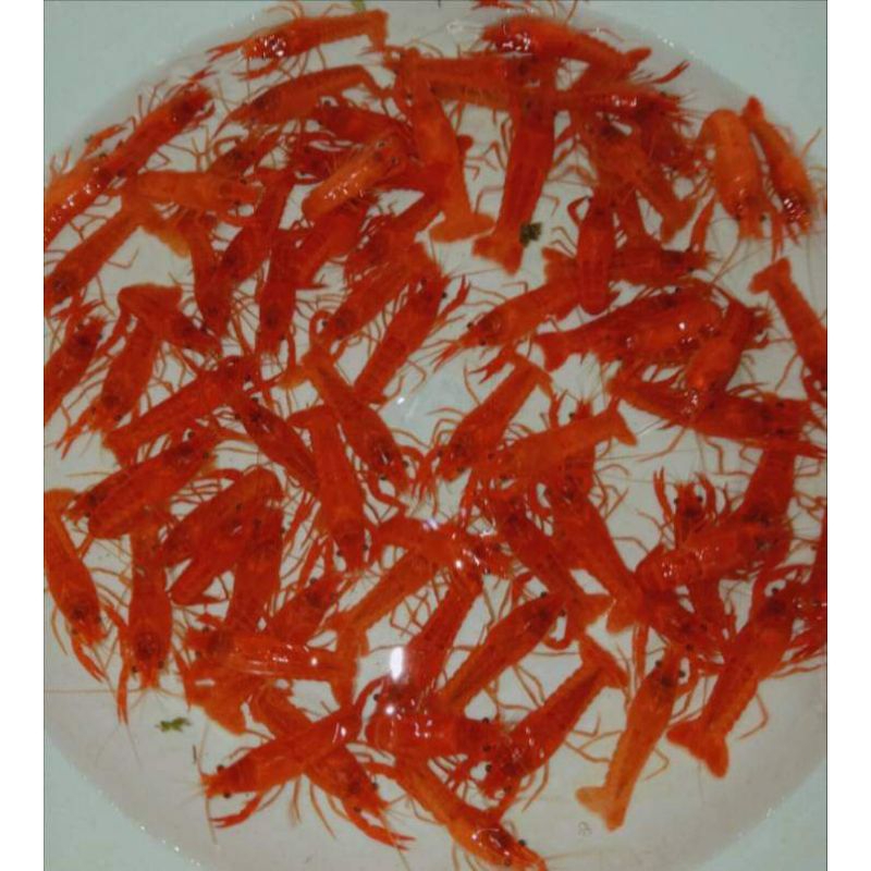Jual Lobster Merah - Udang Lobster Hias Air Tawar Red Marlboro | Shopee ...