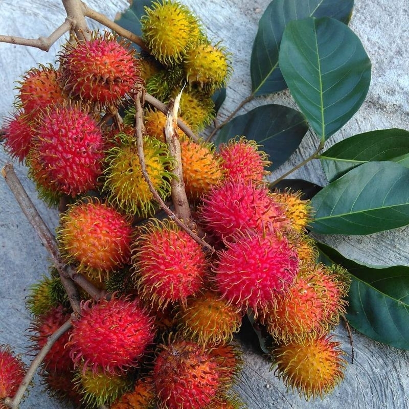 Jual Bibit Rambutan Rapiah Tinggi Hasil Okulasi | Shopee Indonesia