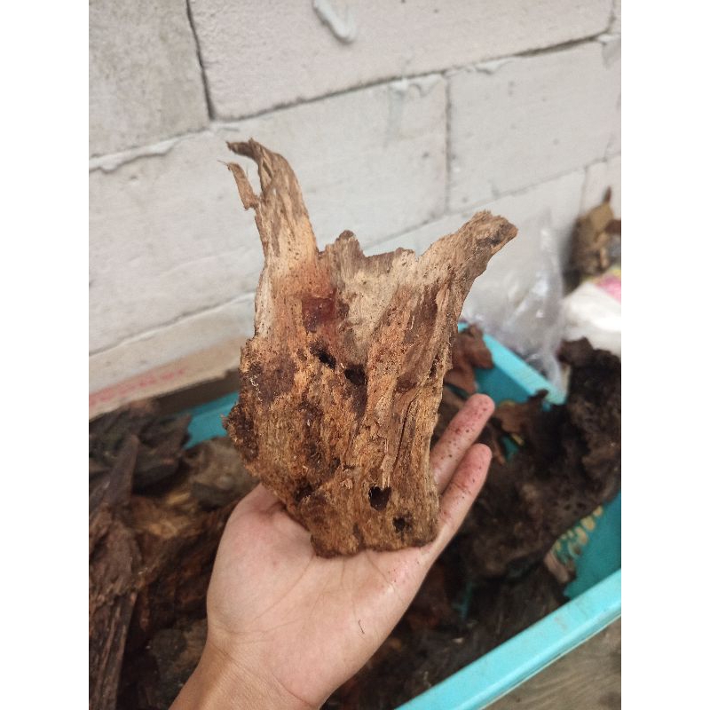 Jual kayu rentek bakau size m aquascape | Shopee Indonesia
