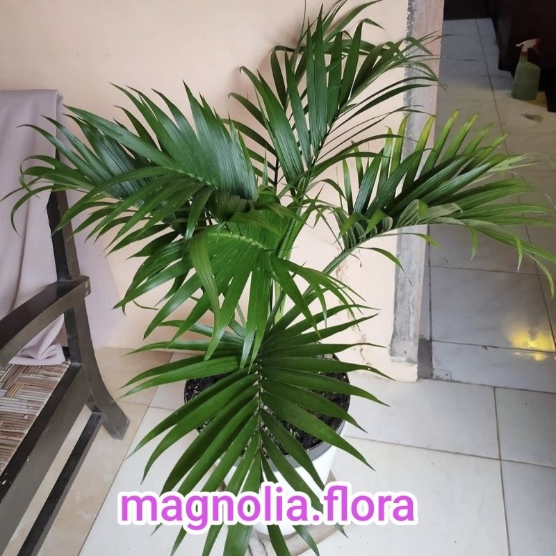 Jual Palem kalpataru / palm kalpataru bibit tanaman hias pohon ...