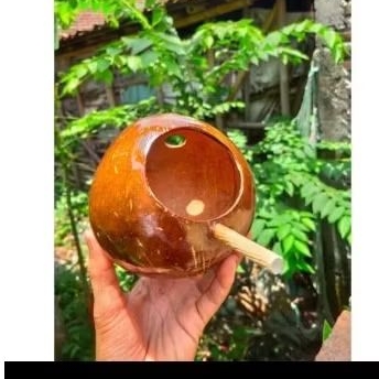 Jual GLODOK BURUNG BATOK KELAPA | Shopee Indonesia