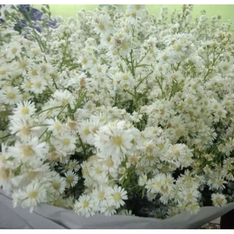 Jual BUNGA HIDUP PEAKOCK PIKOK BUNGA SEGAR PIKOK PUTIH | Shopee Indonesia