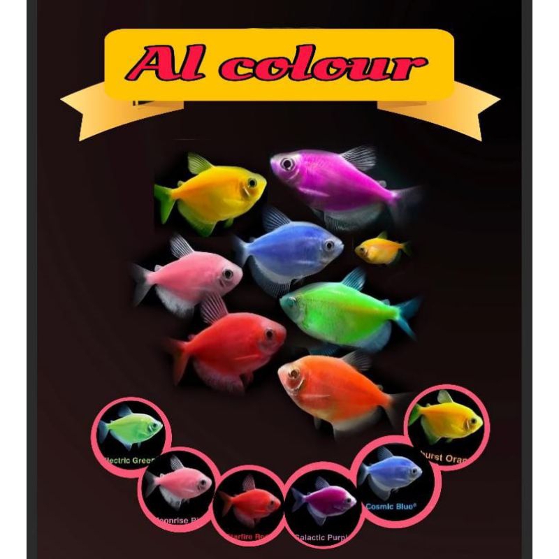 Jual Ikan glow fish paket 40ekor | Shopee Indonesia