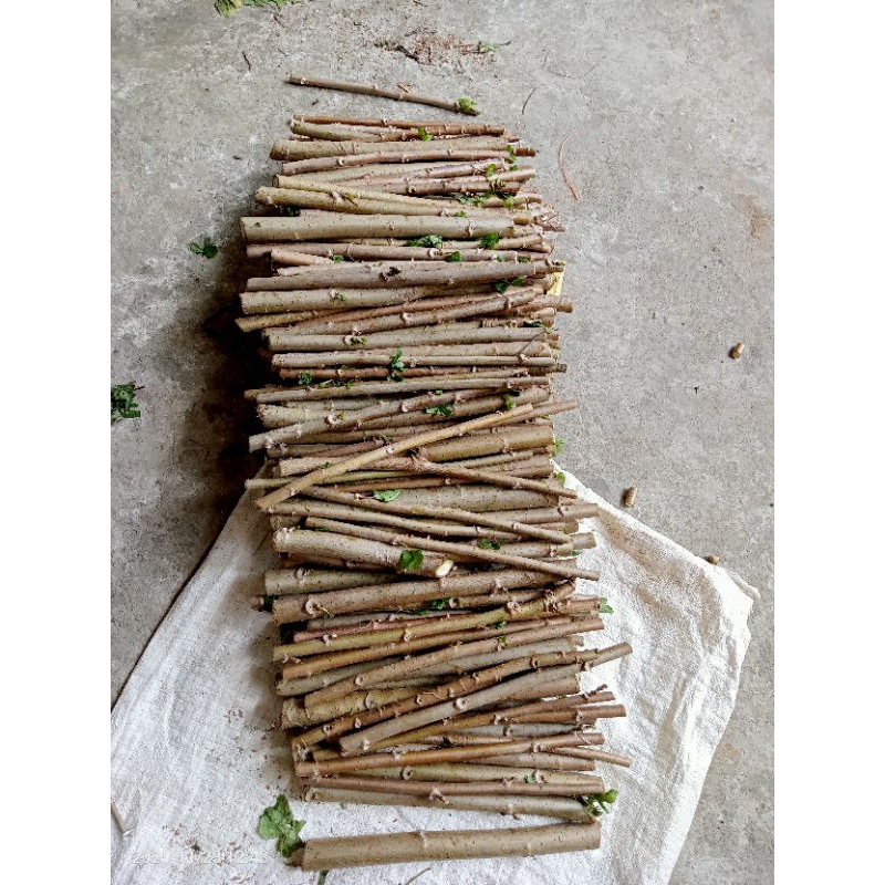 Jual penjualan perbatang/biji ketela papua, singkong Papua,pohong Papua ...