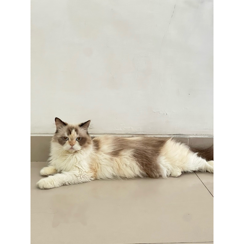 Jual Ragdoll Betina | Shopee Indonesia