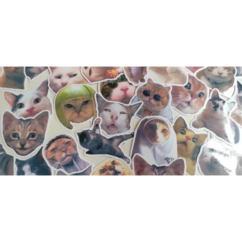 Jual Random satuan Stickers pack Kucing Viral lucu meme lucu aesthetic ...
