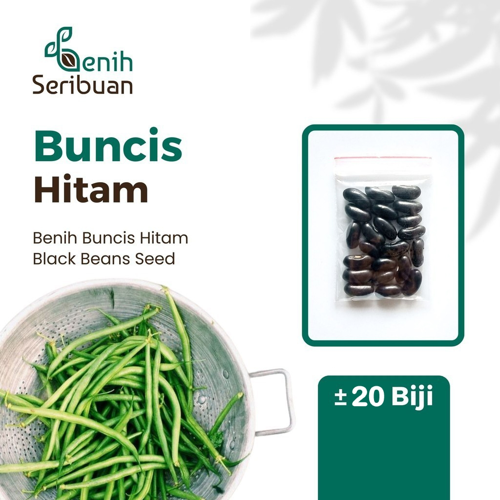 Jual Benih Seribuan - 20 Bibit Sayuran Buncis Hitam Unggul | Shopee ...