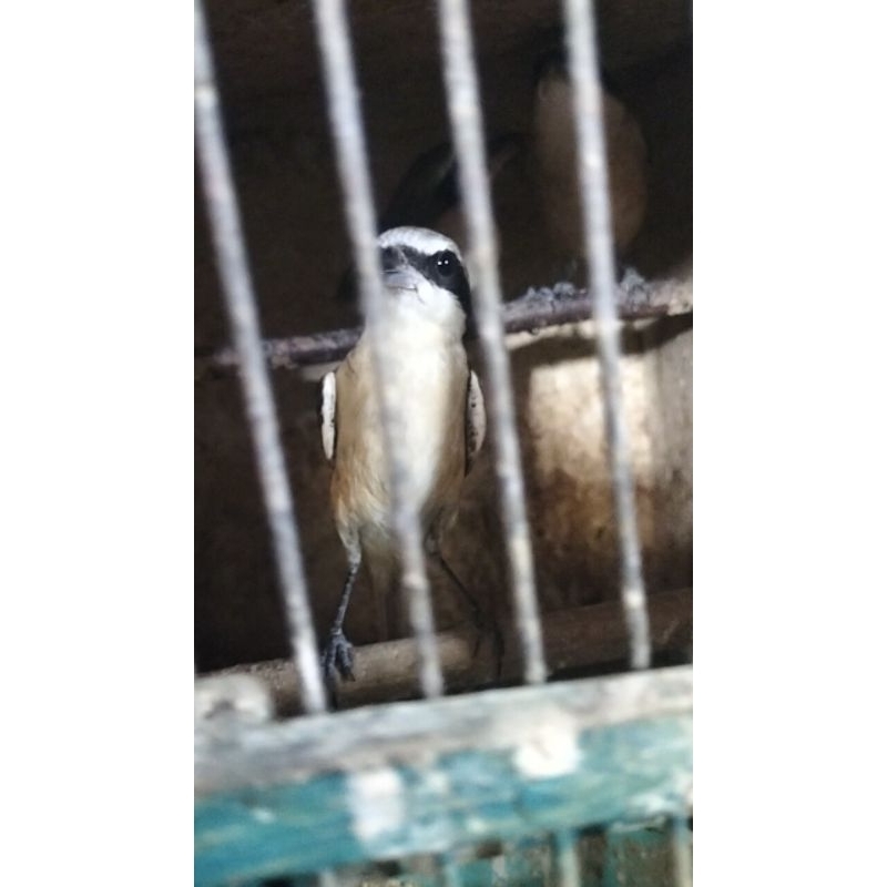 Jual pentet macan bahan rawatan | Shopee Indonesia