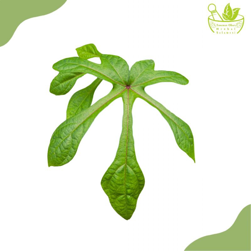 Jual Daun Gedi Serat Merah Segar (250 Gram) | Shopee Indonesia