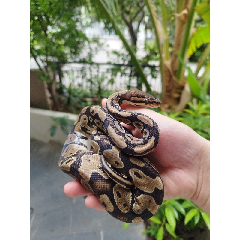 Jual MAINAN BALL PYTHON NORMAL JUVE NO MINUS JINAK ULAR BOLA PITON ...