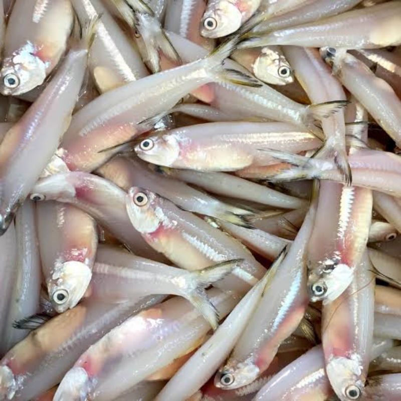Jual Ikan Teri Basah 250gr / Ikan Teri Besar Segar Frozen | Shopee ...
