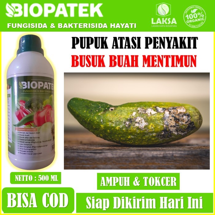 Jual pupuk atasi busuk buah timun/mentimun terbaik - BIOPATEK Fungisida ... Jual pupuk atasi busuk buah timun/mentimun terbaik - BIOPATEK Fungisida ...
