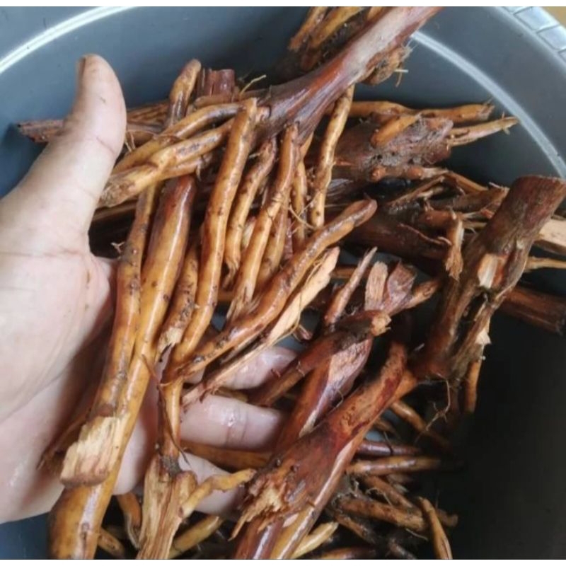 Jual AKAR PINANG SEGAR TERMURAH 500 g | Shopee Indonesia