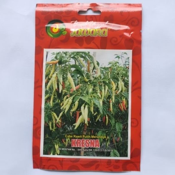 Jual Cabe Rawit Unggul - Bibit Benih Super Unggul Cabe Rawit Putih ...