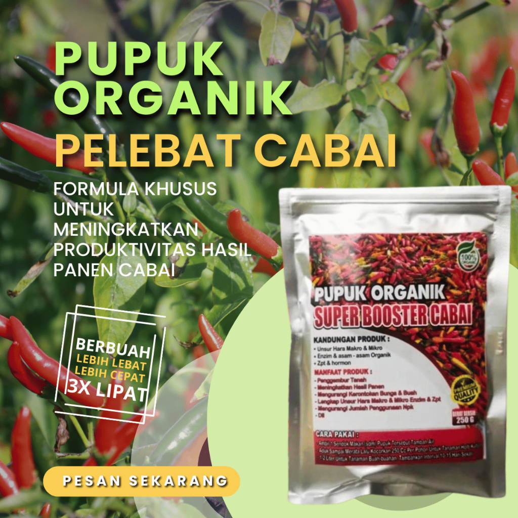 Jual Pupuk Cabe Rawit untuk Tanaman Jeruk Agar Berbuah Lebat, Anti Keriting, dan Cepat Berbuah ...
