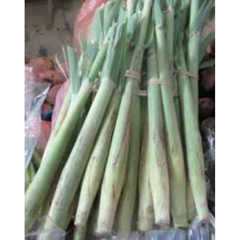 Jual terubuk baru di petik murah 500g | Shopee Indonesia